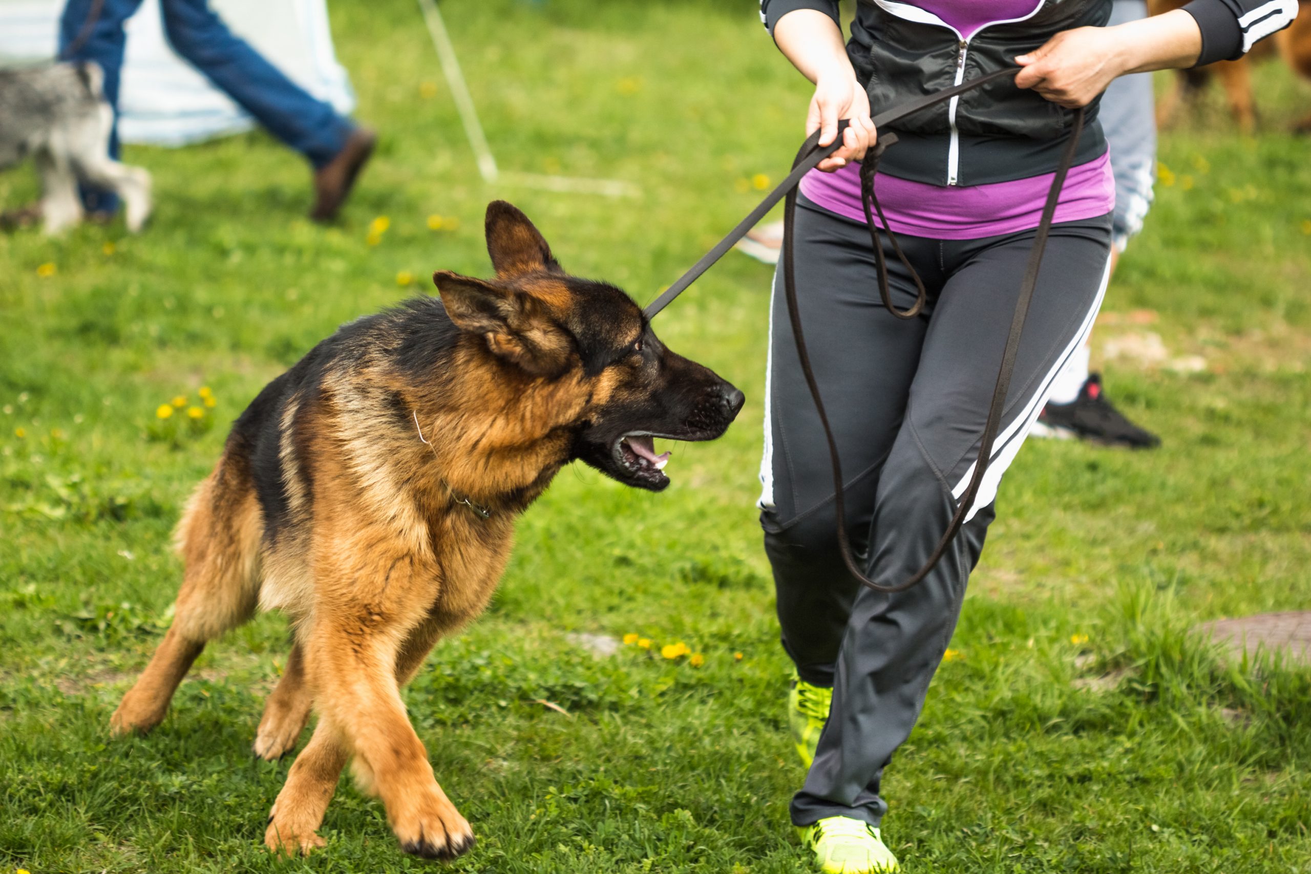 Training - Caboolture Sports Dog Obedience Club